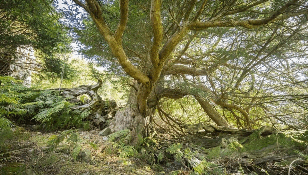 Lake District yews in running to be named tree of year – cumbriacrack.com