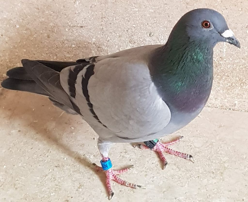 Excellent race for West Cumbrian pigeons – cumbriacrack.com