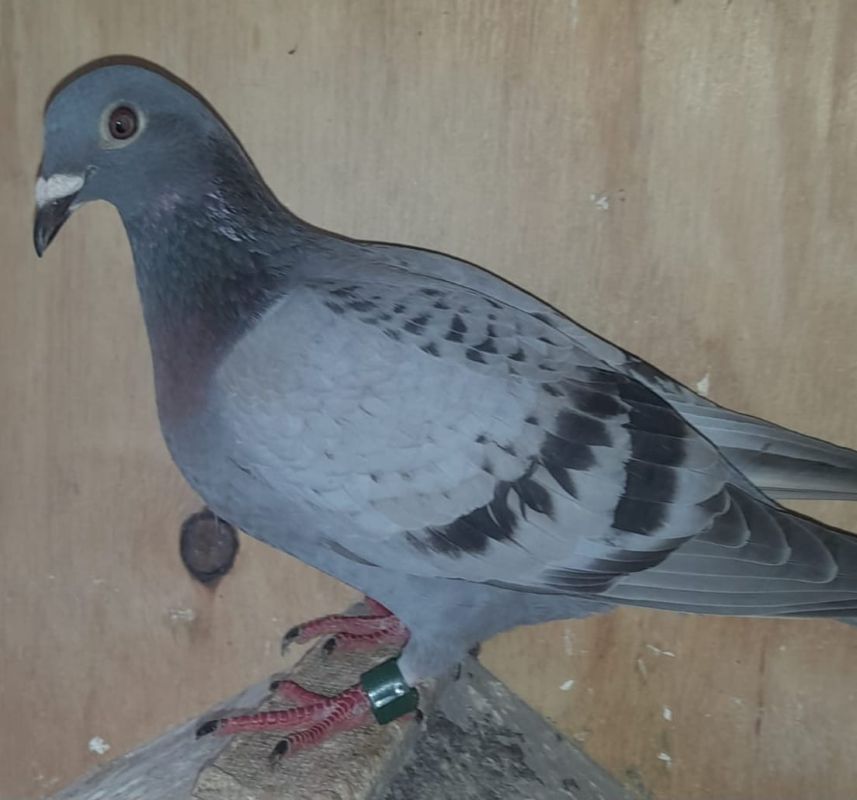 Fast race for West Cumbrian pigeons – cumbriacrack.com