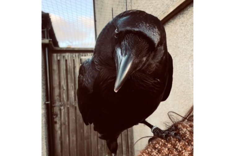 Missing bird found – in Ravenstown! – cumbriacrack.com
